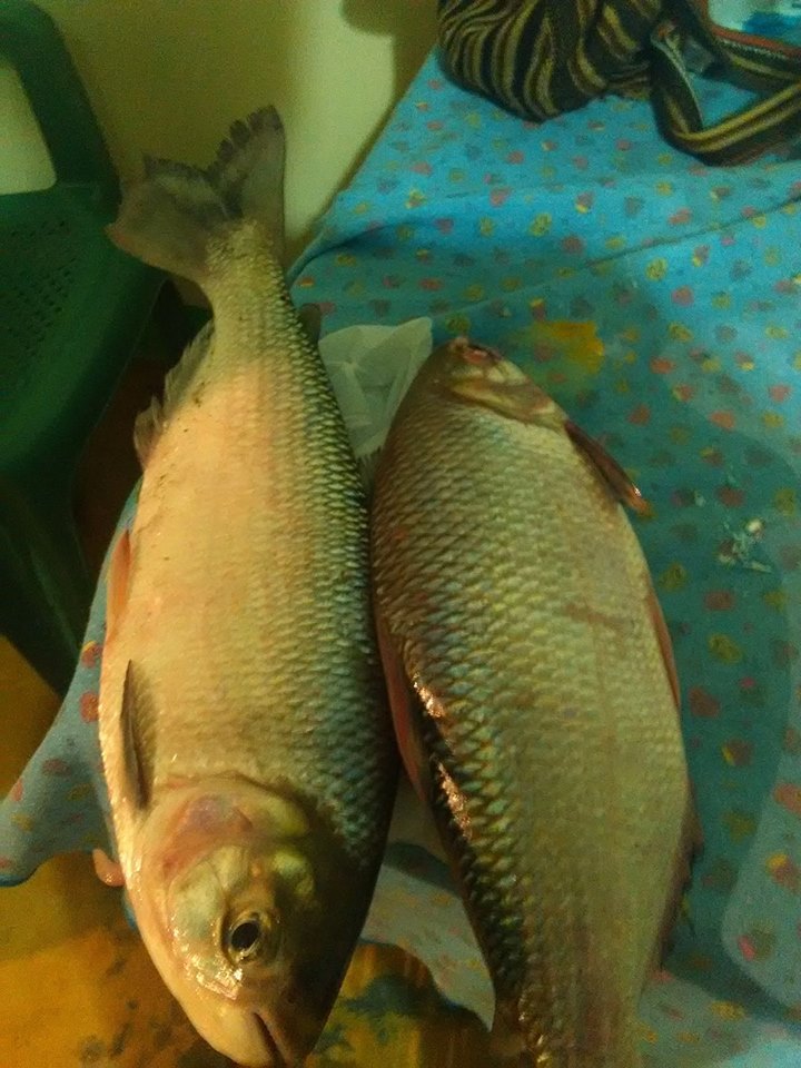 CENTRO MUNICIPAL DE MEMORIA eeri eeri FUENTEDEORO ( META): EL YAMÚ ...