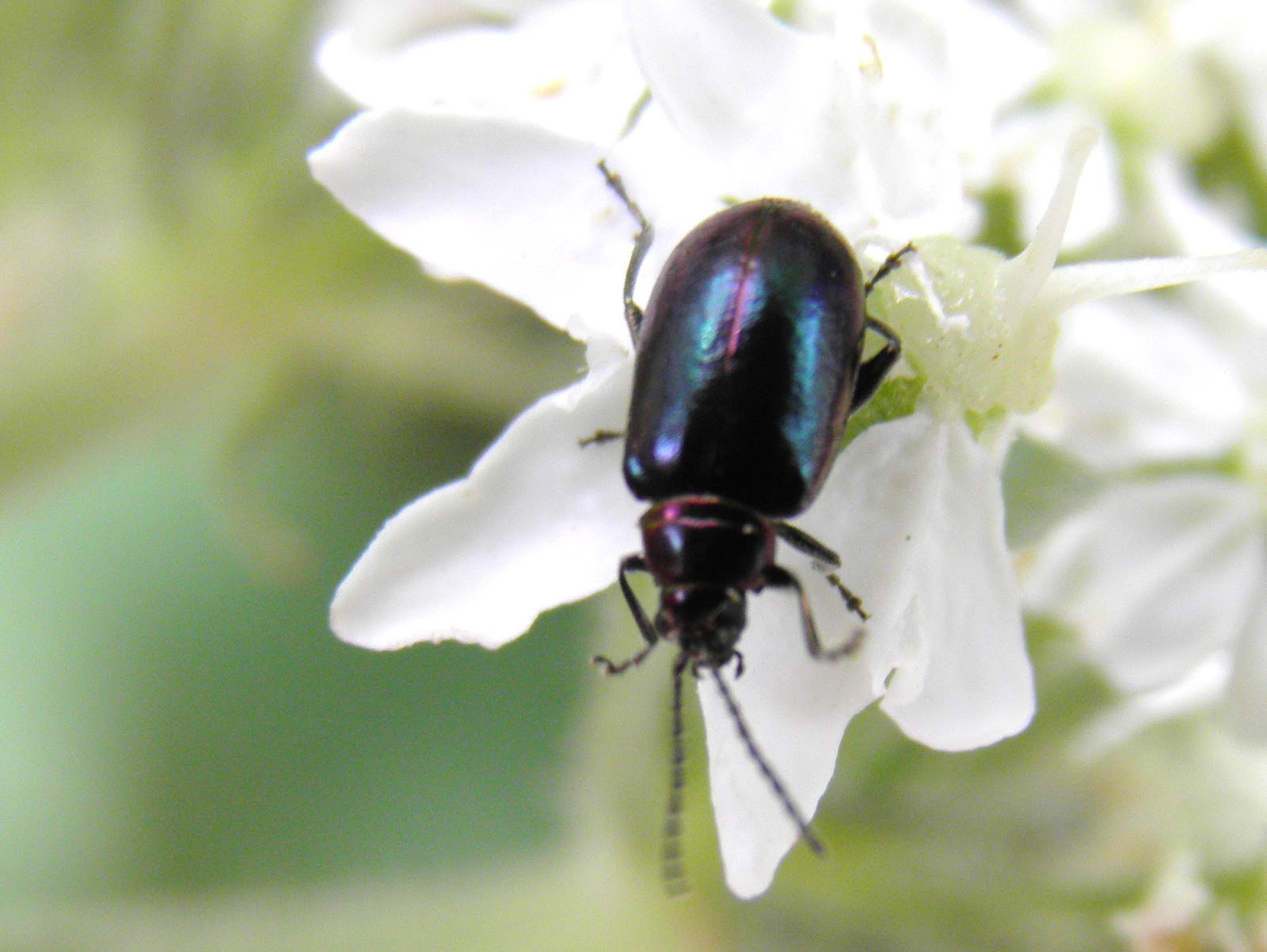 Arizona: Beetles, Bugs, Birds and more: A June Day on Mount Lemmon ...