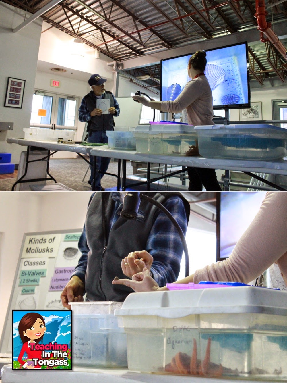 Tide Pool Activities for Kids - Teaching in the Tongass