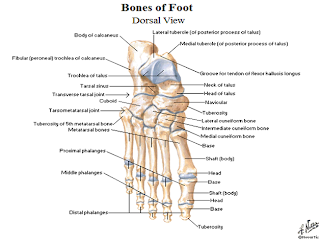 Gudang Medis: teknik radiografi pedis