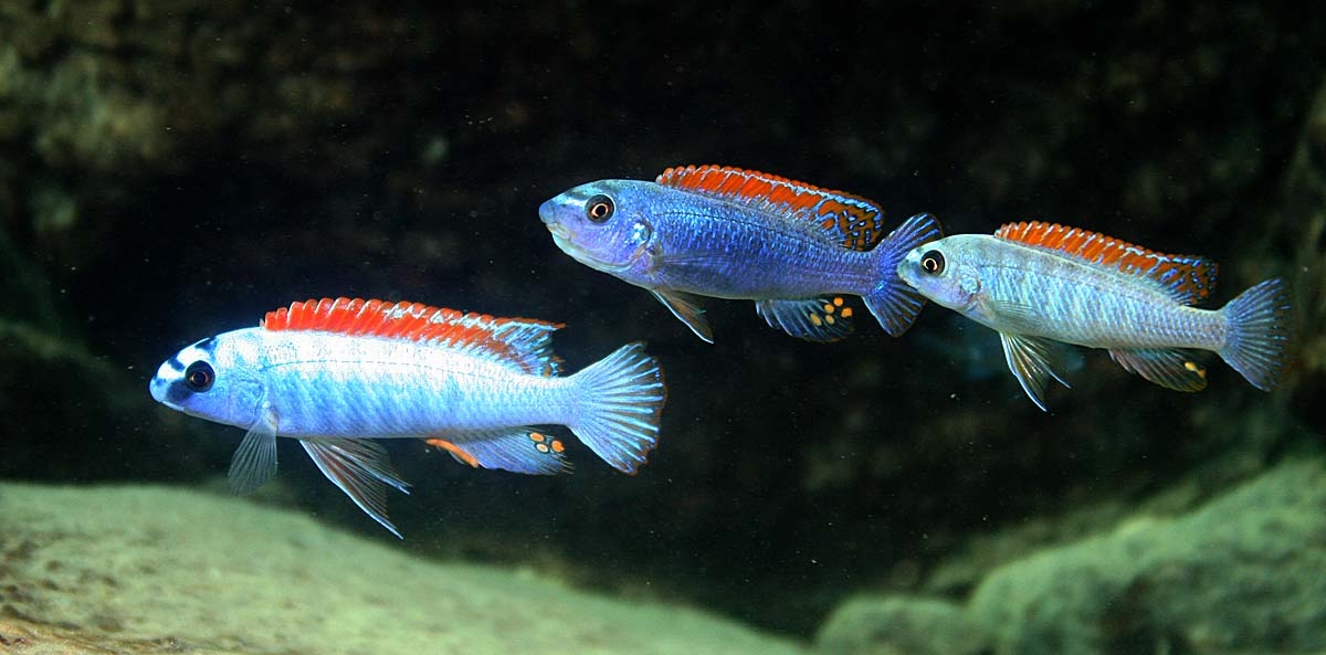 ...ruessbrugg retour ond es bizzli meh...: Malawi - Fische im Lake Malawi