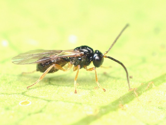 そよ風のなかで Part2: ツヤコマユバチ亜科 Opius sp.