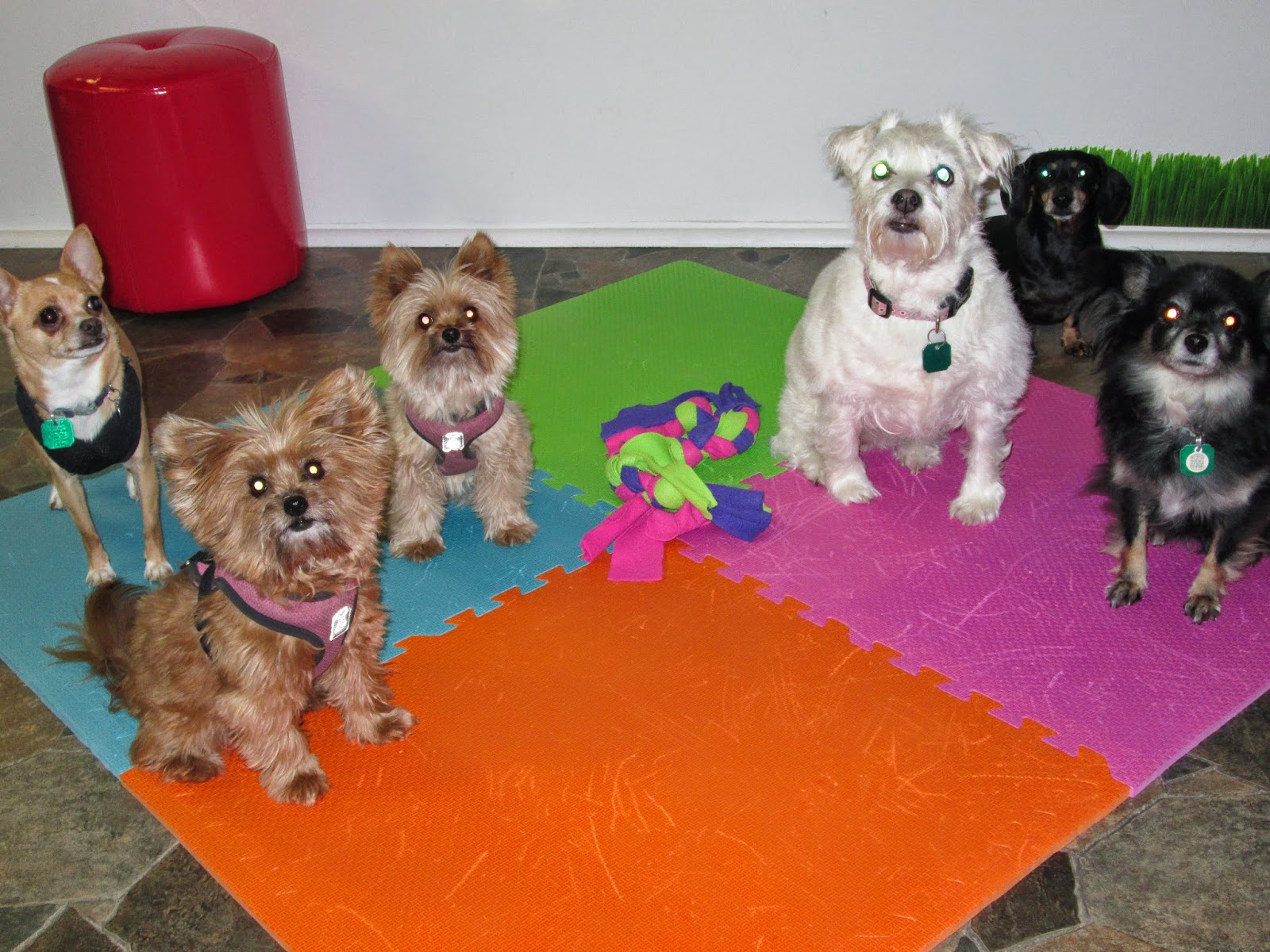 The Lavish Lair Small Breed Doggy Daycare Dog Blog: It's Friday Junior ...