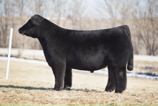 RCC Blog: Fu~Man~Chu (The Bull)