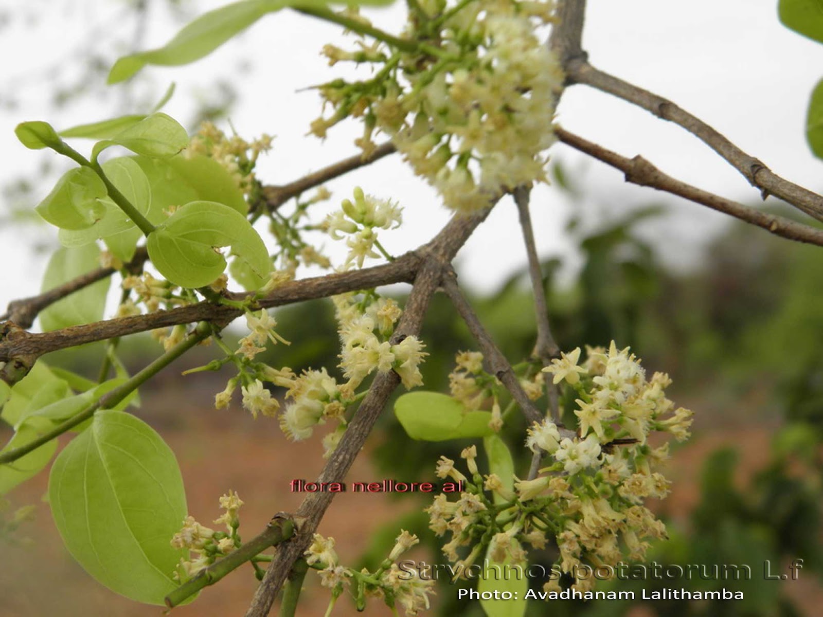 Medicinal Plants: Strychnos potatorum Thethaan Chilli Nirmali