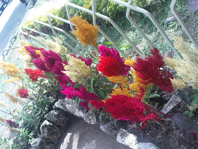 NINJA WORLD! "A Mouthful of Many Things": What's in store for ...