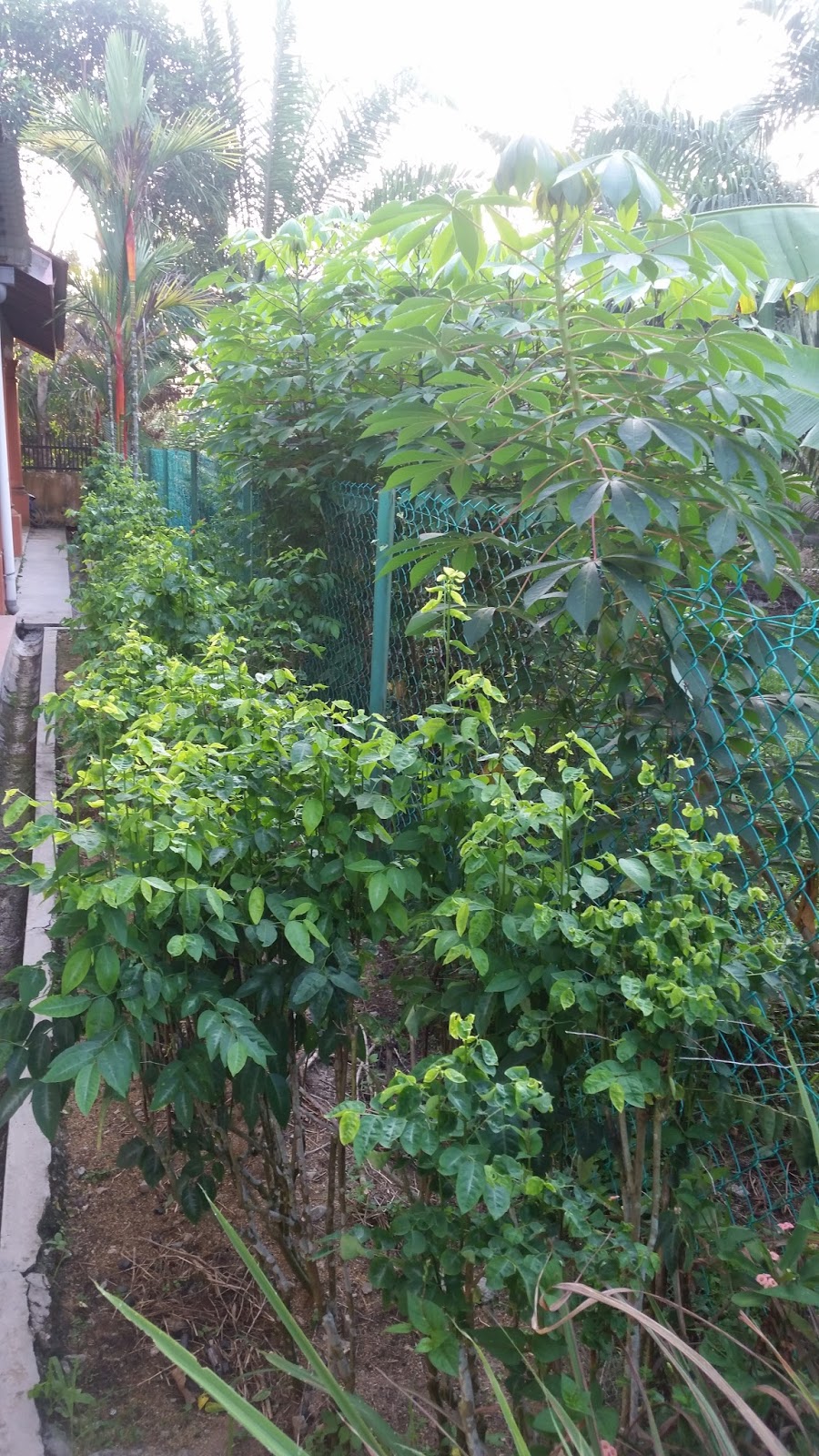 Warisan Petani: Ubi Kayu 1 : Ubi Kuning.