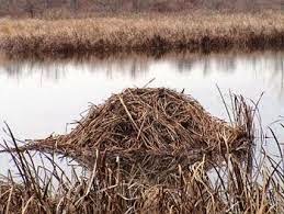 The Trapper's Handbook: Back to the Basics - The Mighty Mushrat