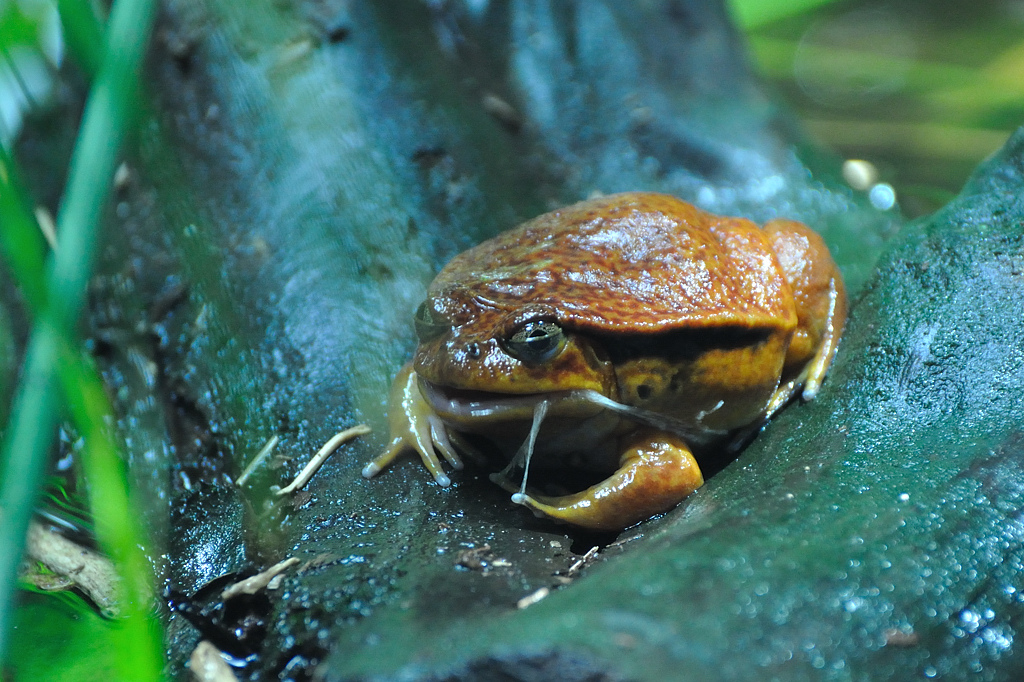 Real Monstrosities: Tomato Frog
