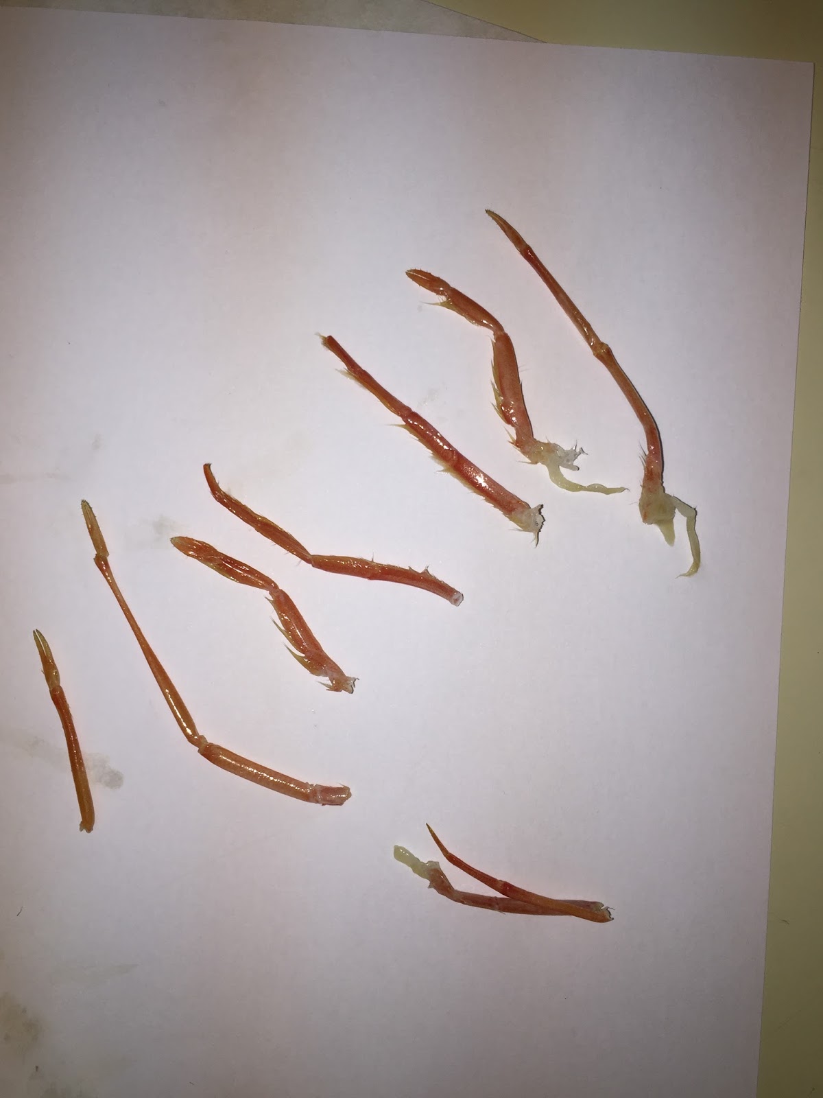 Biología y ANAtomía de 1ºBach: Práctica DISECCIÓN DE UNA GAMBA