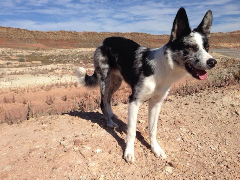 Bikes, Books, and Border Collies