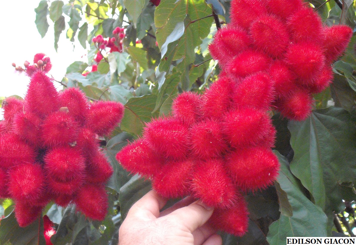 Viveiro Ciprest - Plantas Nativas e Exóticas: Urucum Peruano ou Colorau ...