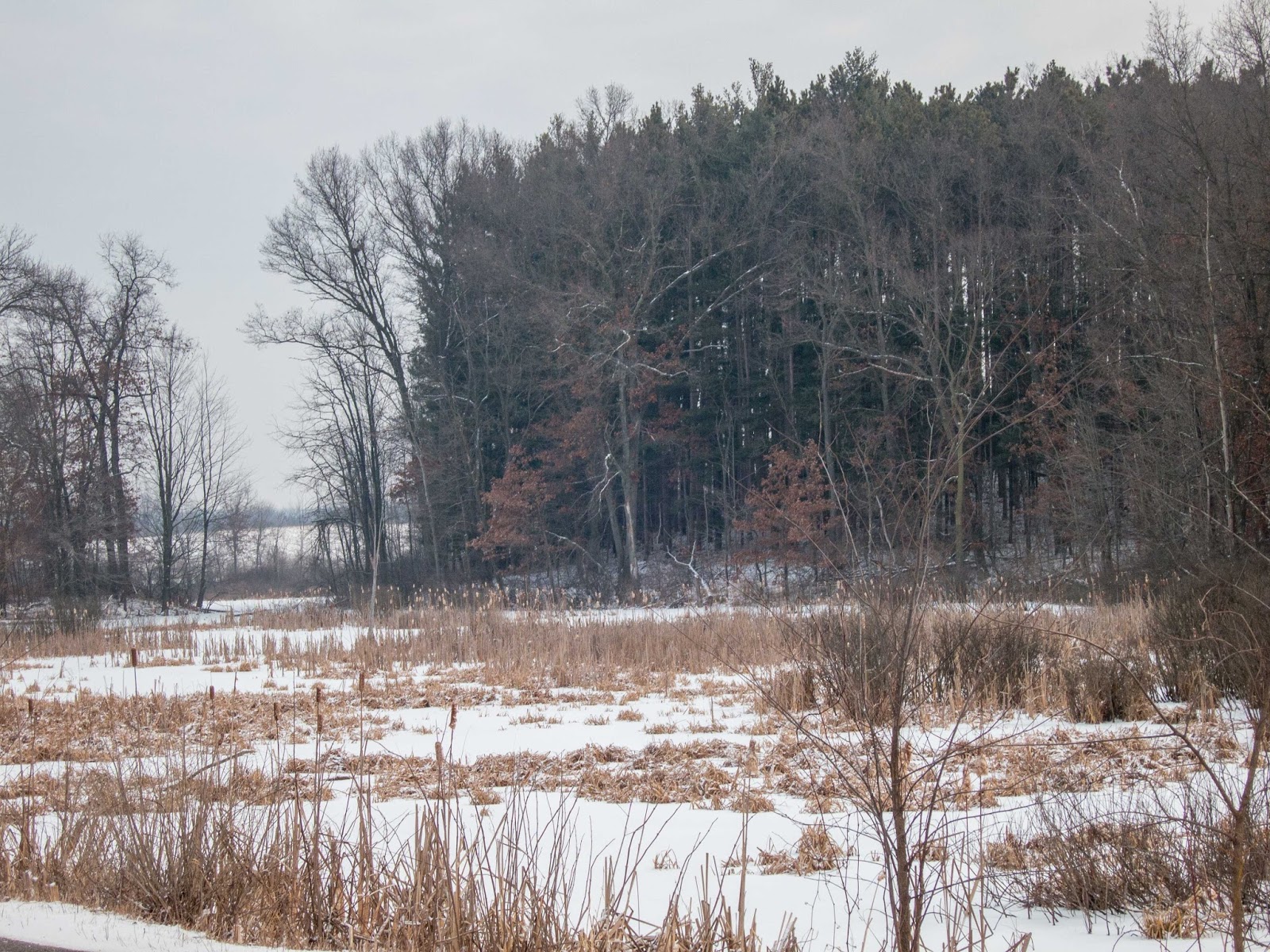 Eric's Hikes: North Country Trail between Middleville and Barry State ...