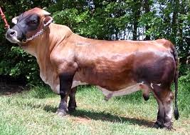 Mini Animais E Bovinos Leiteiros: Mino Bovinos Leiteiros Podem Ser ...