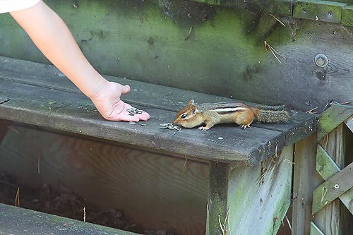 3 - 6 and under: To catch a chipmunk