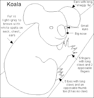 Koala Specification from Australia | Animals In The World