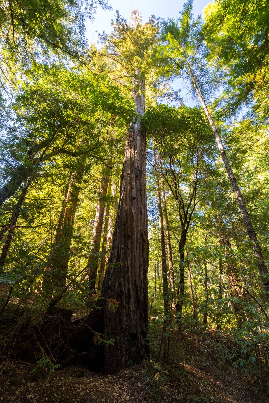 Naturetastic Blog: Big Basin State Park, CA