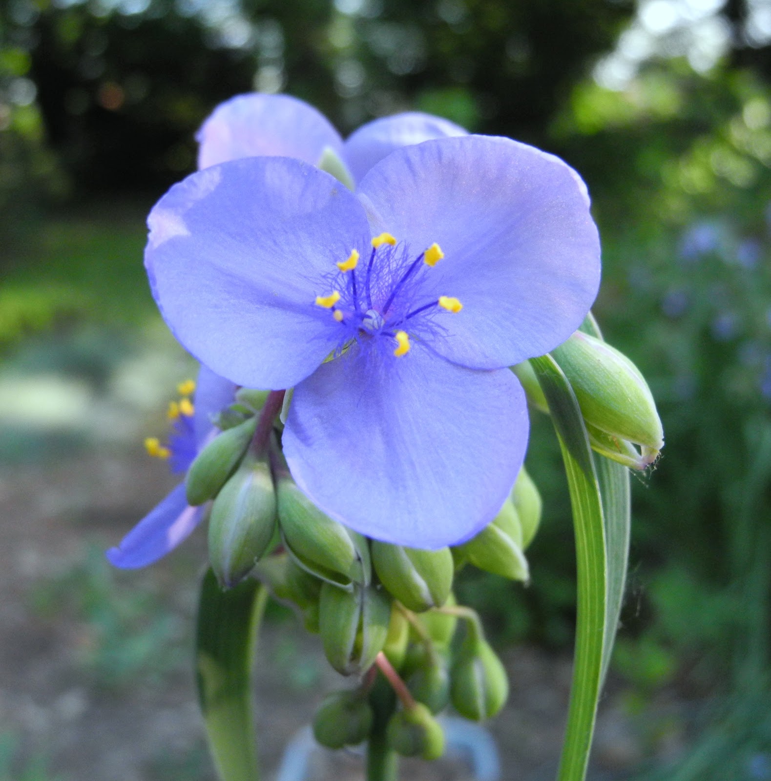 The Phytophactor: Friday Fabulous Flower - Spiderwort