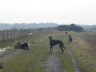 Dog Blog: Ozzy and all the black dogs, chasing crows and splashing about