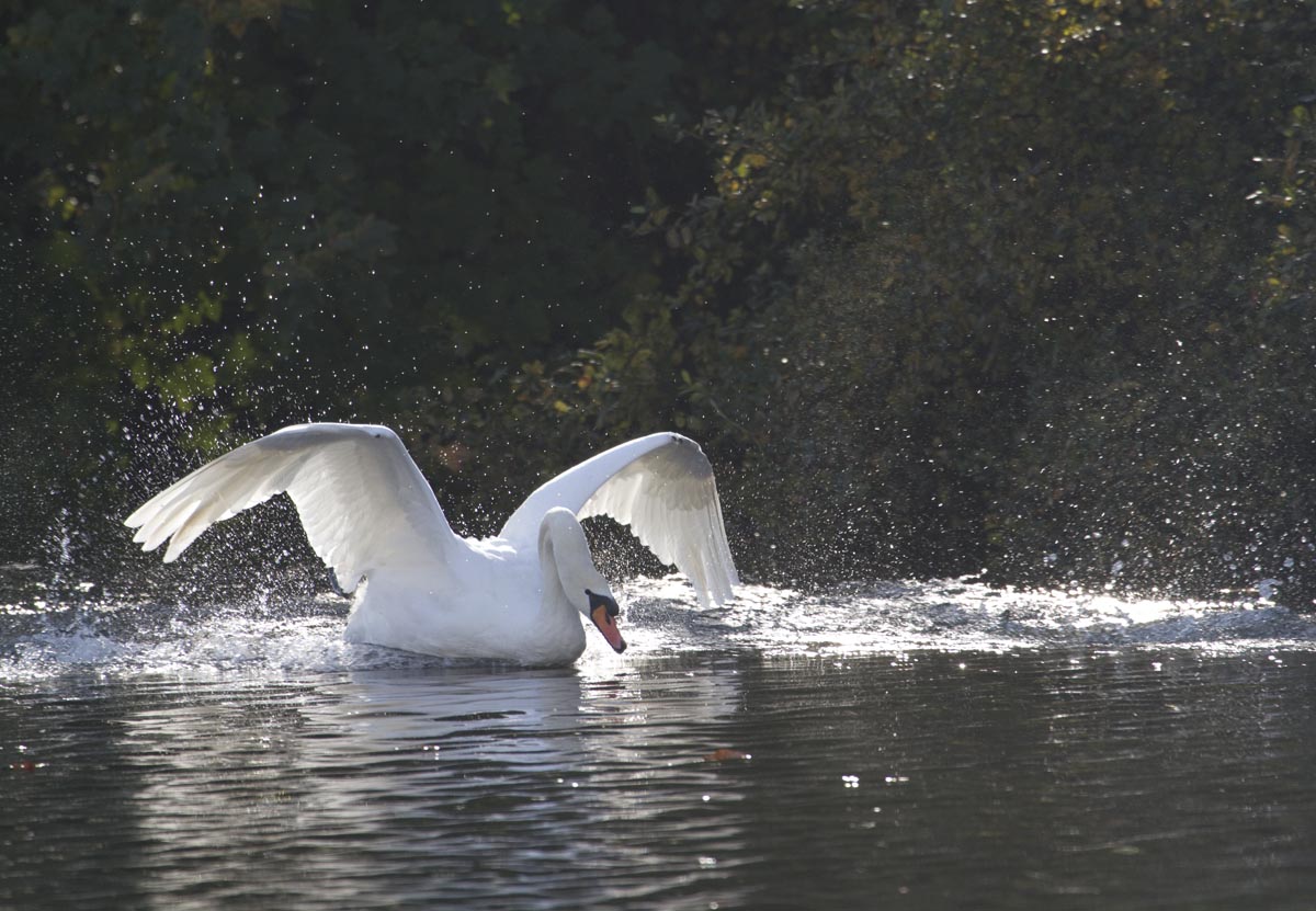 Thames Nature Notes: Autumn competes with a reluctant winter