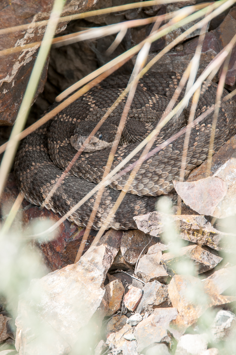 Talking pictures: Wild sage & Snakes in the grass