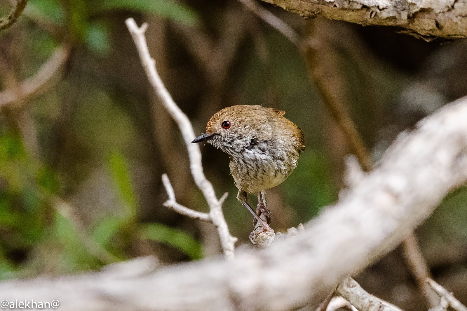 Pájaros, Pajarracos: 2019