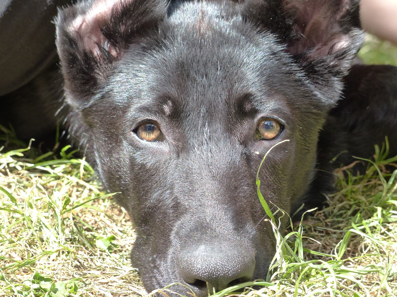 Zwinger vom Haus Rasko: Verschiedene Fotos aus unserem D und E Wurf