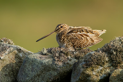 Andy Shepherd Wildlife Photography: Common Snipe