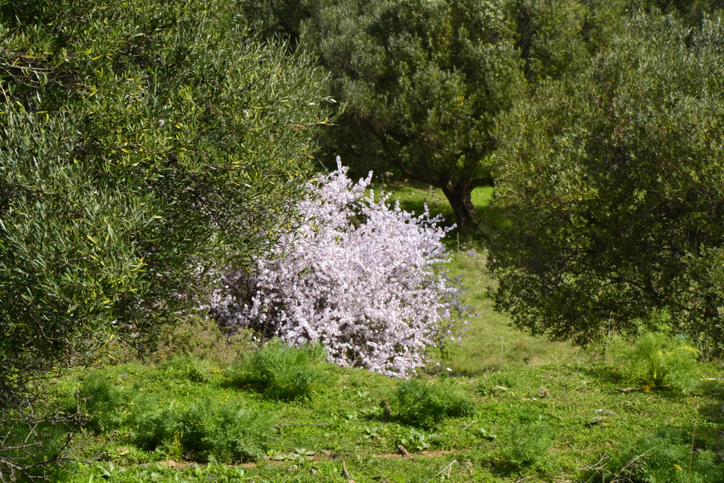 EXPLORE MOUNTAINS: ΠΕΖΟΠΟΡΙΑ ΝΕΑΠΟΛΗ-ΜΟΝΟΠΑΤΙ ΠΡΟΣ ΚΟΥΡΟΥΝΕΣ-ΑΡΧΑΙΑ ΔΡΗΡΟΣ