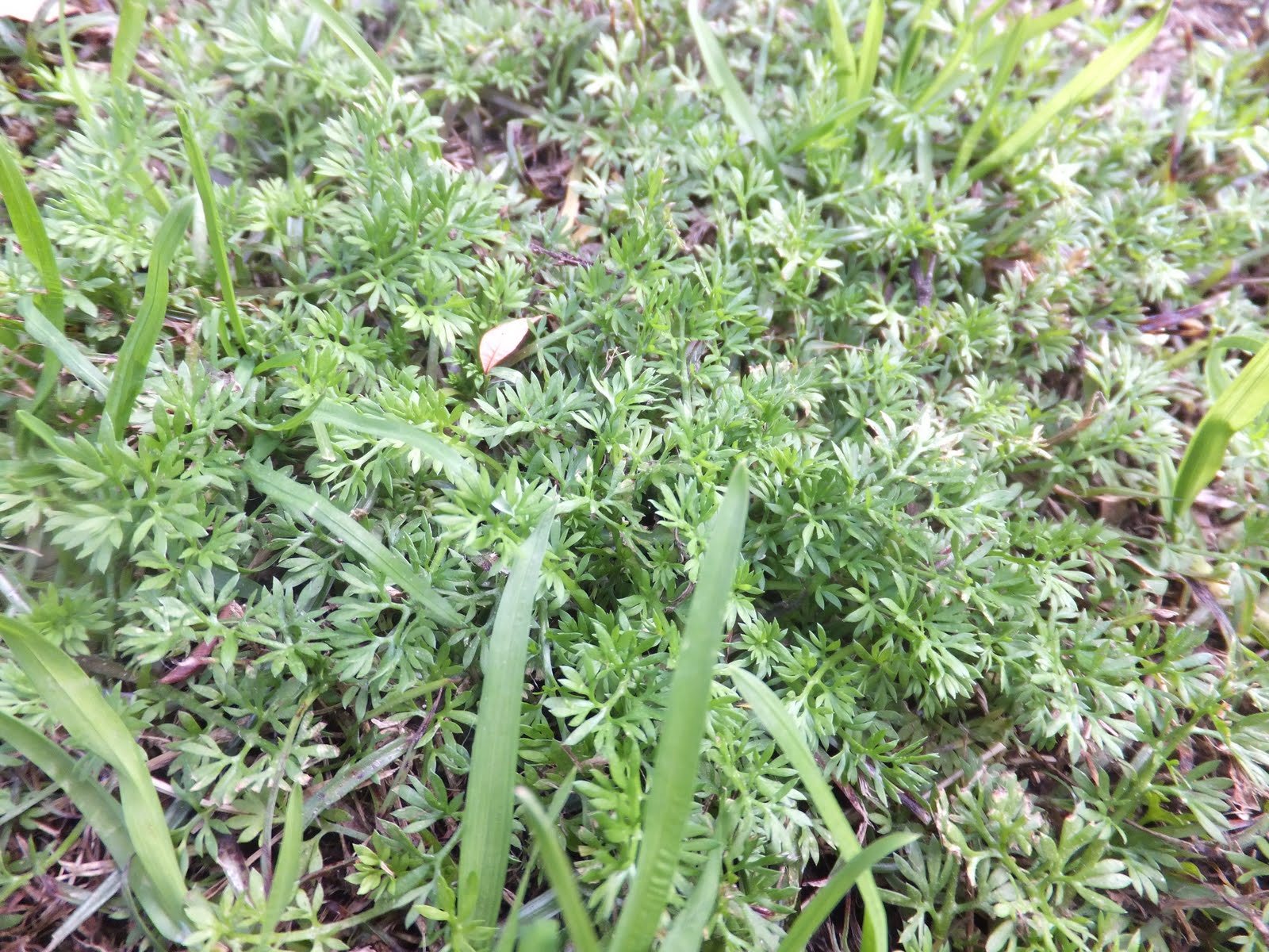 The Next Stage: On my mind...my nemesis, Bindis!