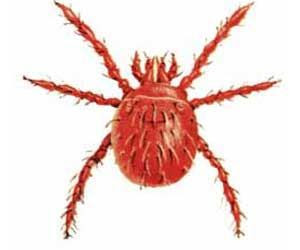 Infection Landscapes: Typhus