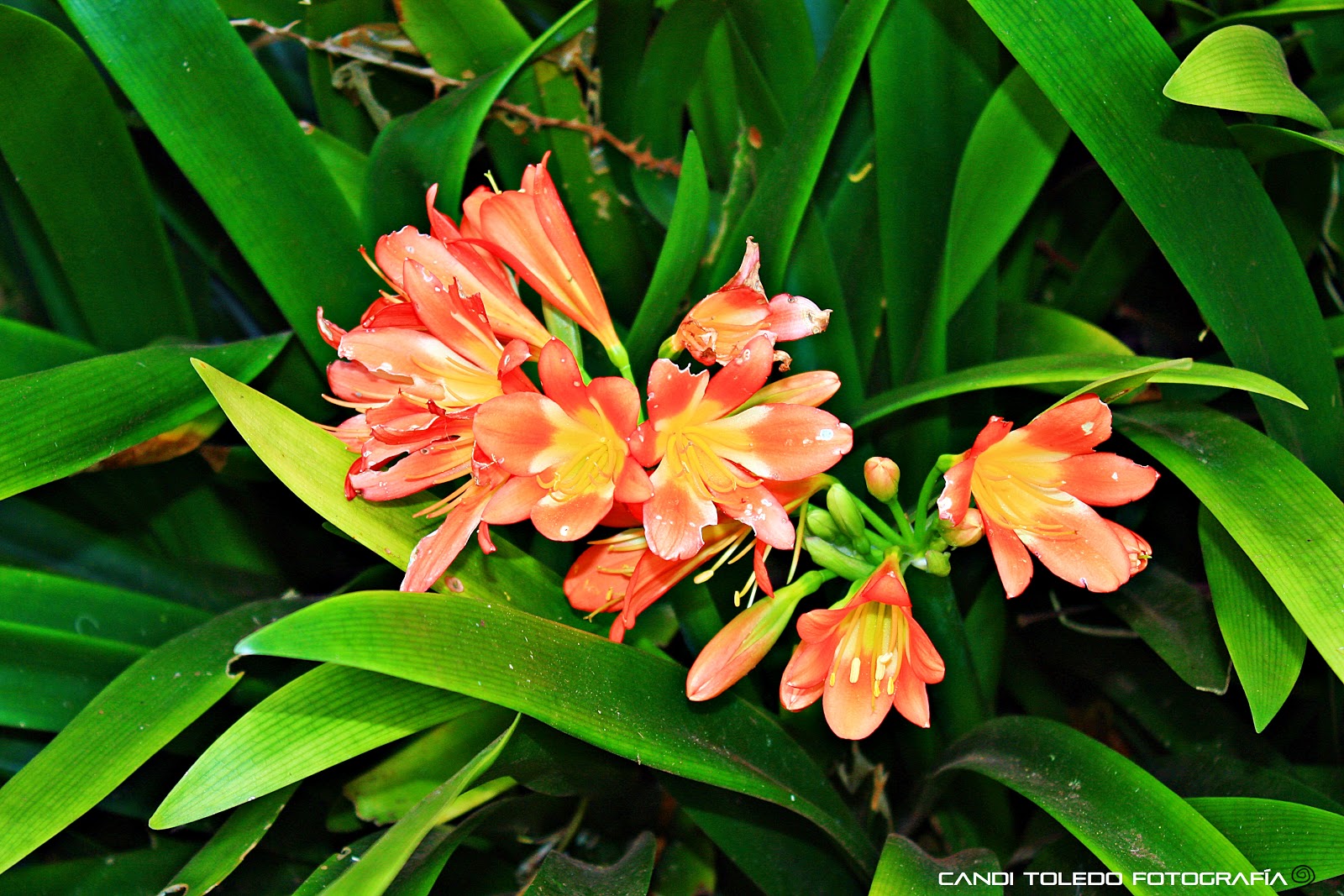A TRAVÉS DE MÍ: REGÁLAME UNA FLOR