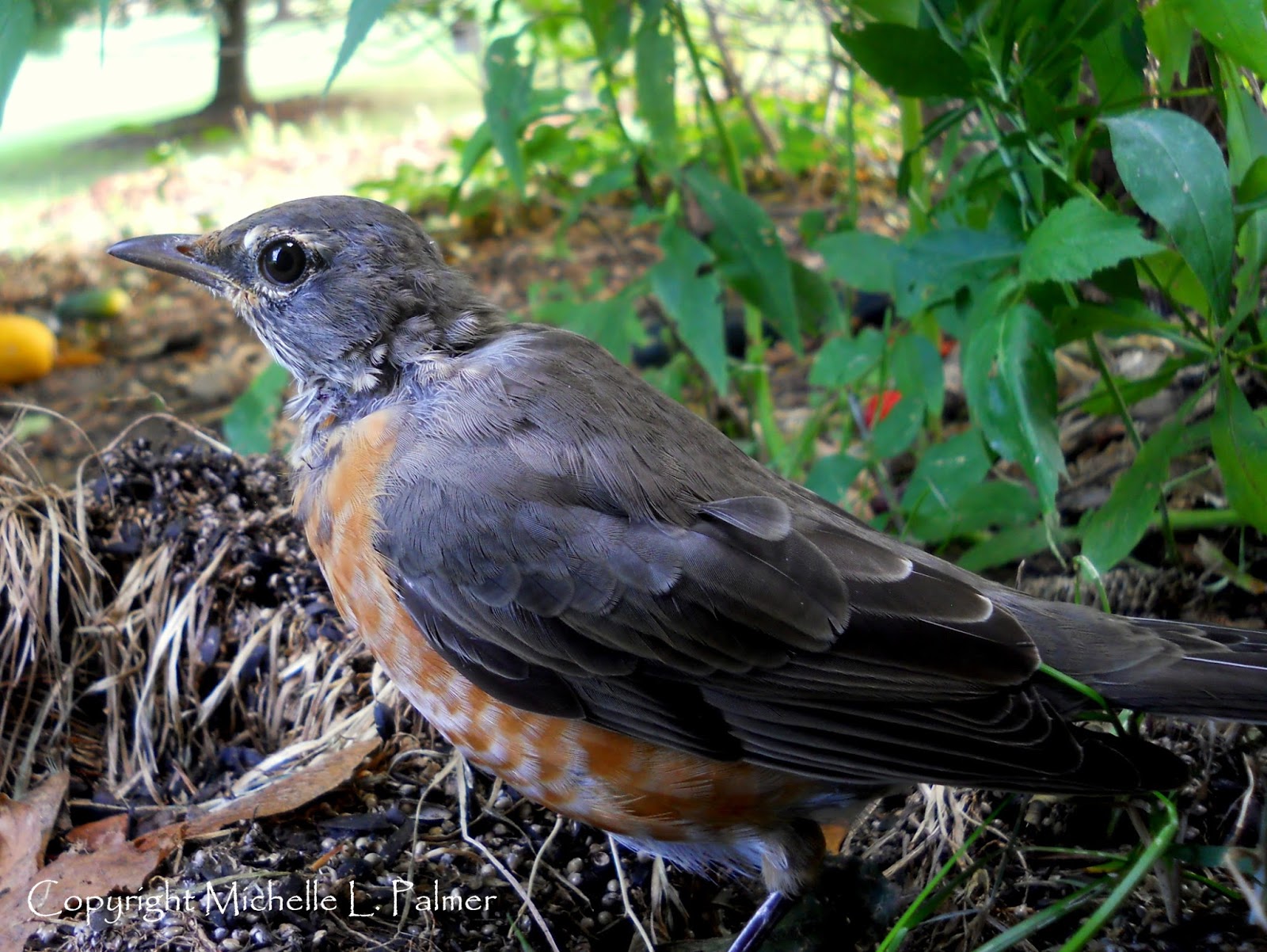 Michelle Palmer: Injured Robin~