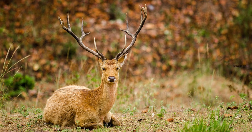 Endangered species of INDIA: The Barasingha