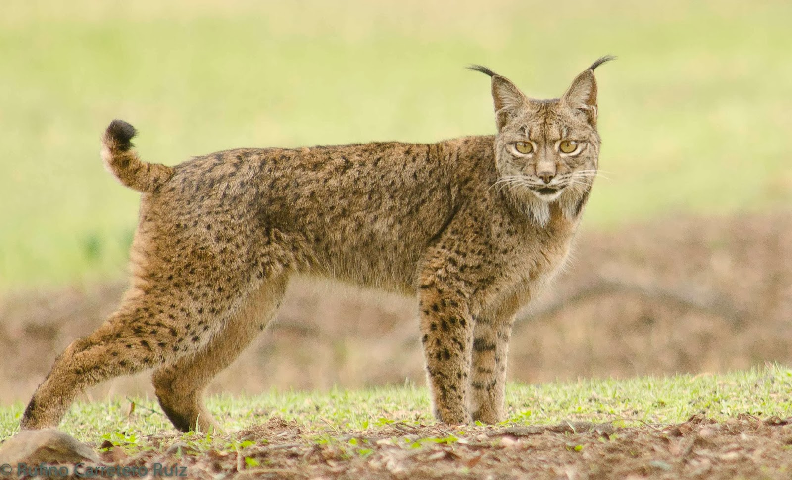 PLUMASYDEMAS: El Lince Iberico