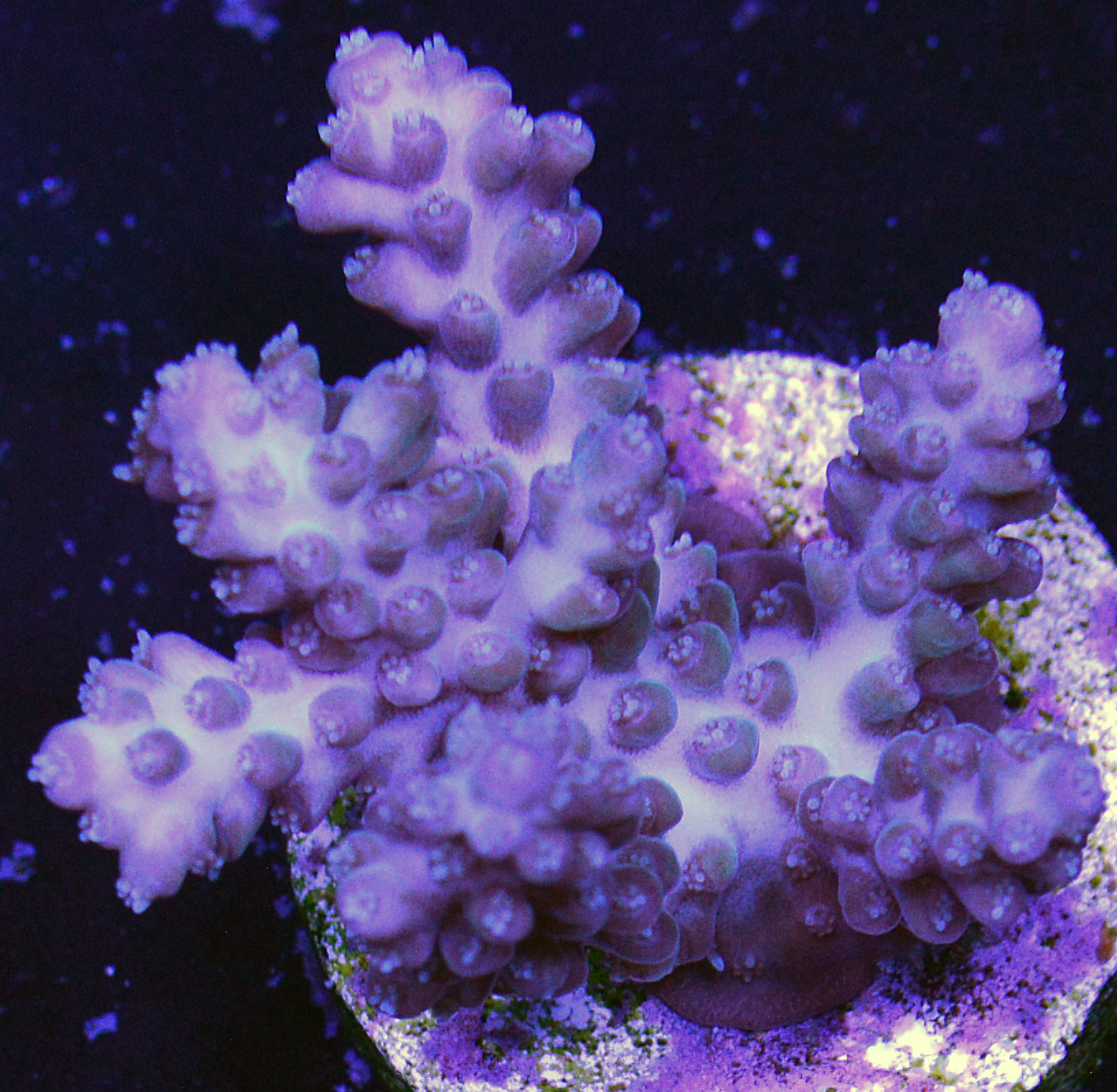 aquarium adventures: Acropora Facts You Probably Didn't Know