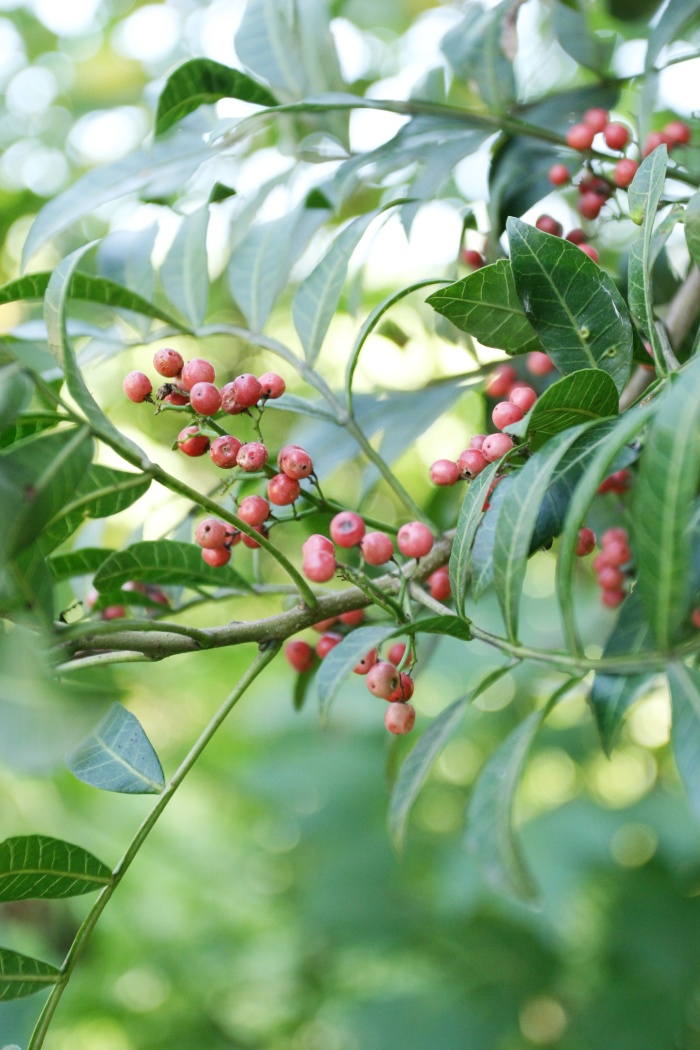 As Árvores do Brasil: Aroeira mansa - Schinus terebinthifolius