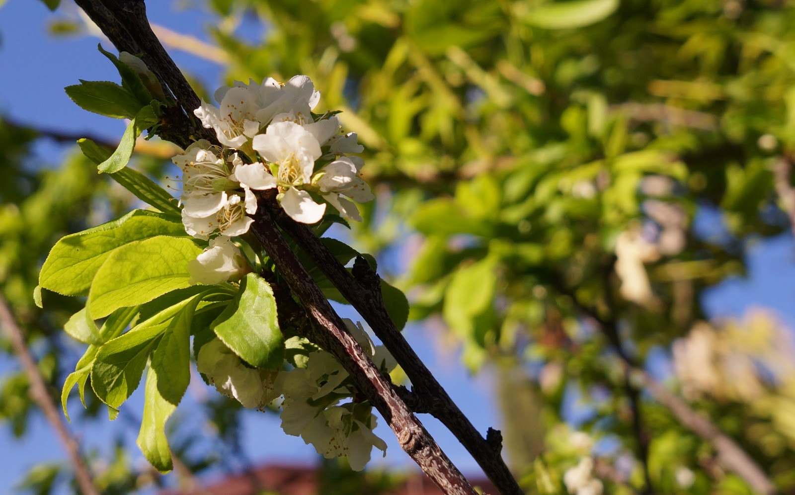photos A6000: First shot, 19mm Sigma Flower
