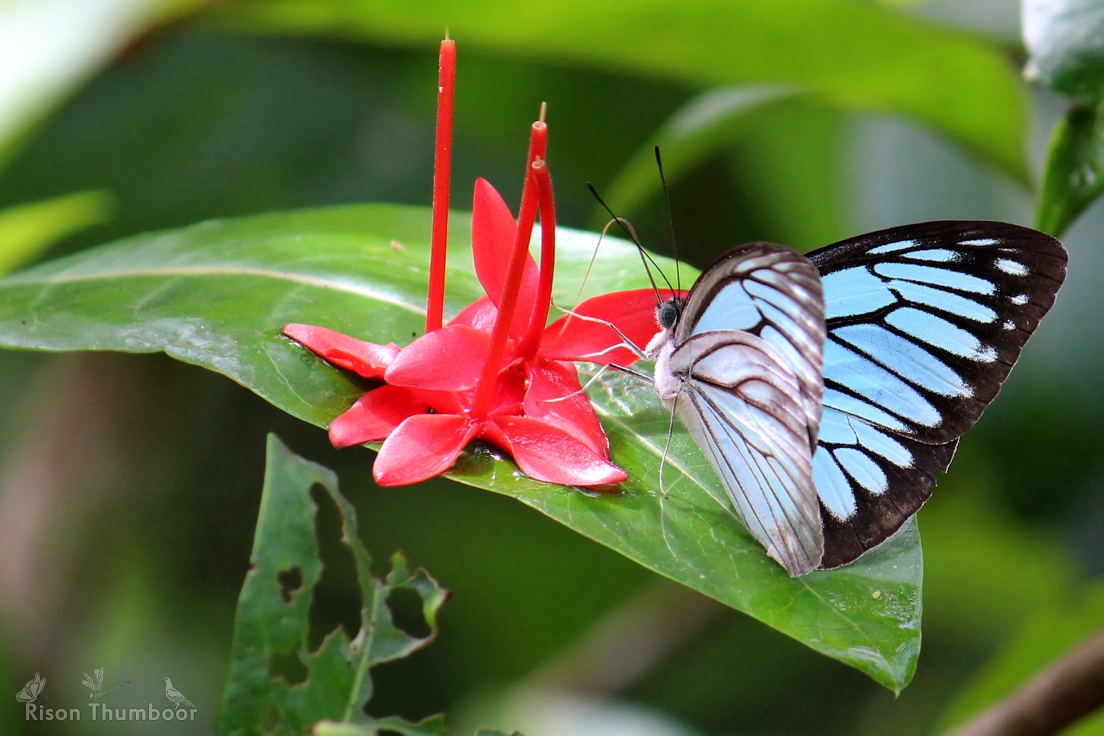 Butterflies Of Kerala: Common Wanderer (Pareronia valeria) നാടോടി
