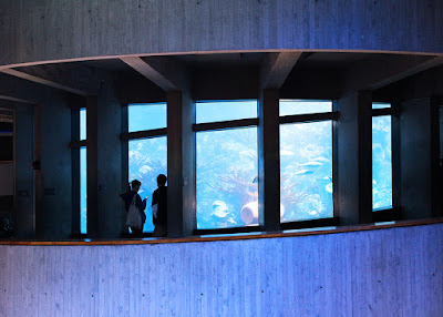 Giant Ocean Tank Divers Blog