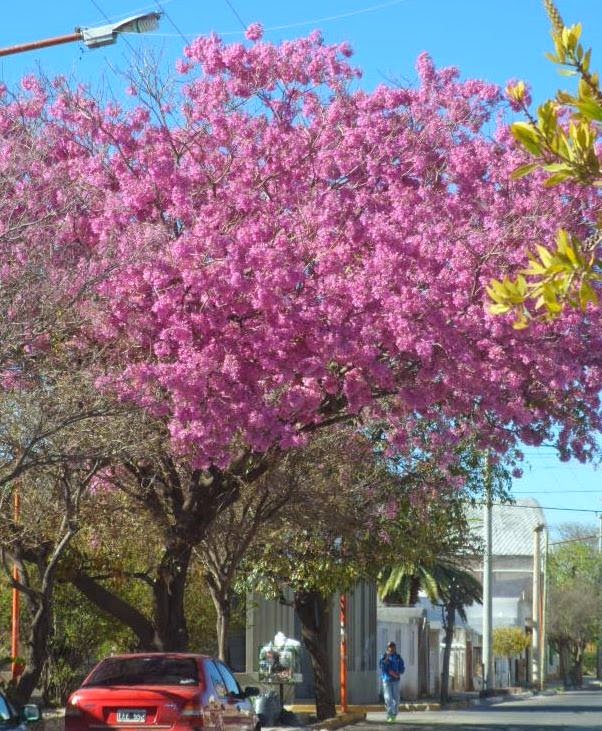 Aromito en flor: Lapacho rosado - Tabebuia