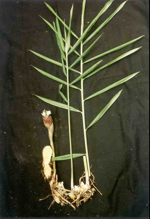 Manfaat Tanaman Bangle/Kunyit | posterkita