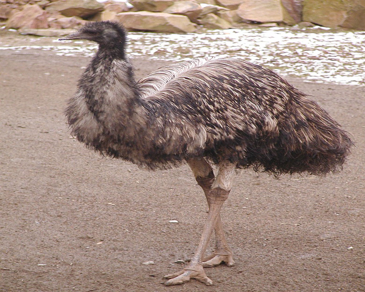 Best Jungle Life: Emu & Emu Pics And Emu Wallpapers