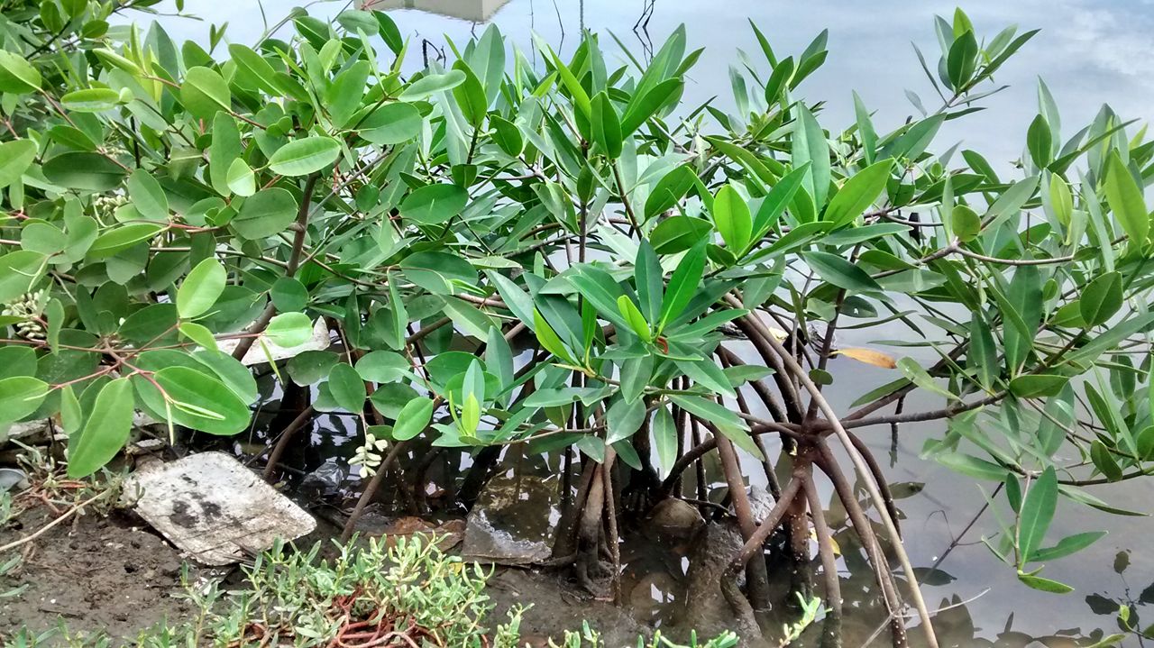 MANGLANÍZATE: SEAMOS AMIGOS DE LOS MANGLES: MANGLES Y MANGLARES