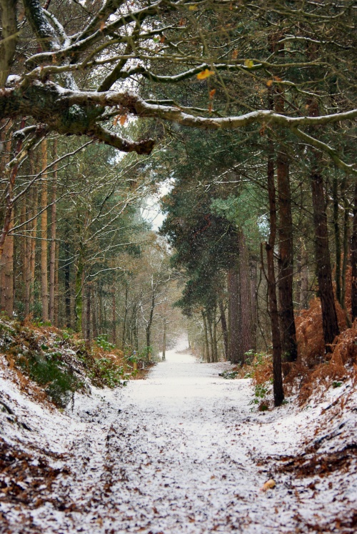 Snowy Woodland Path | Content in a Cottage