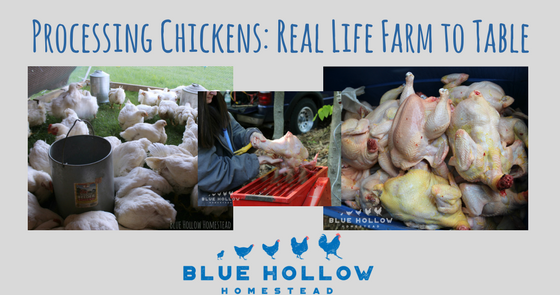 Processing Chicken: Real Life Farm to Table