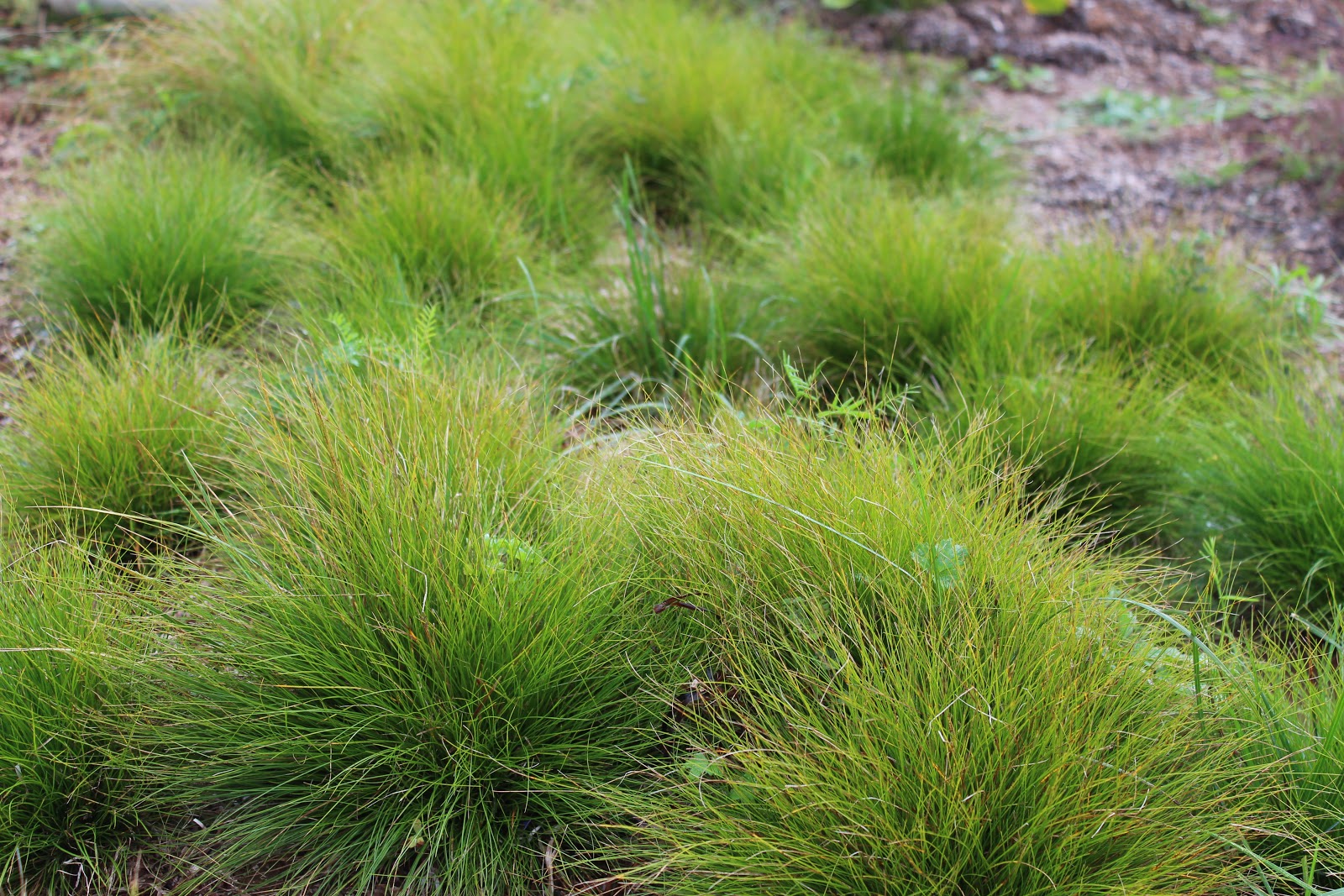 Lovegrass Farm: Carex eburnea (Ivory sedge)