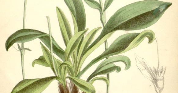 What's a nard, and what does it smell like?