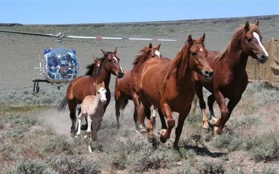 Save the Mustangs: Photos of BLM Roundups
