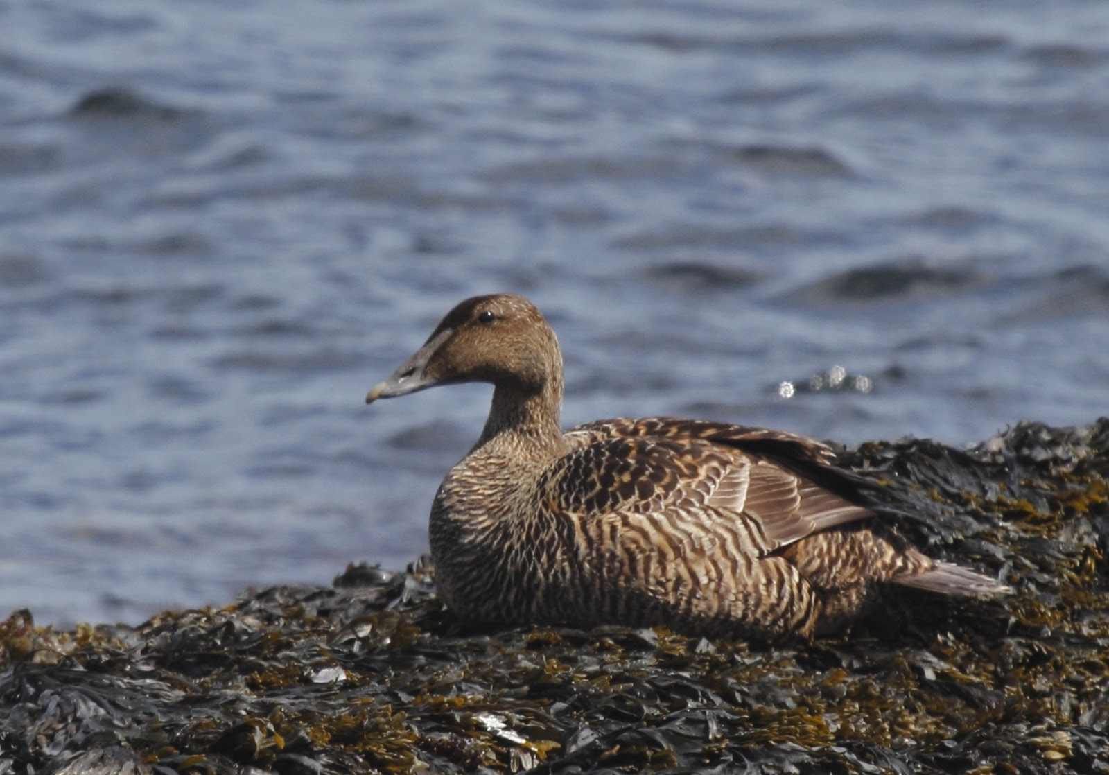 Philly Bird Nerd : Catch Up - Before I'm Old